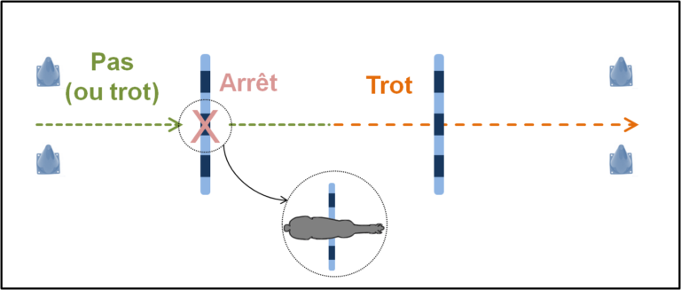 Fiche pratique Transitions - débutant ou travail longitudinal - Horseasy
