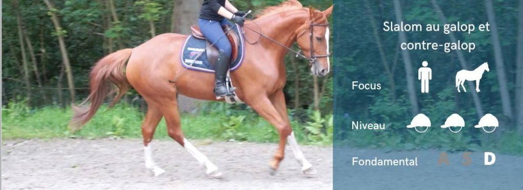 Séance ludique slalom au contre-galop