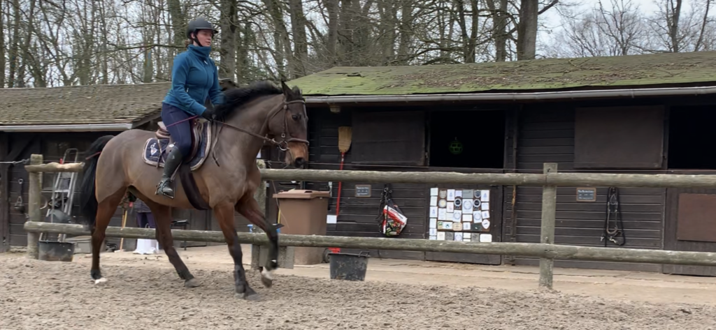 Séance ludique slalom au contre-galop